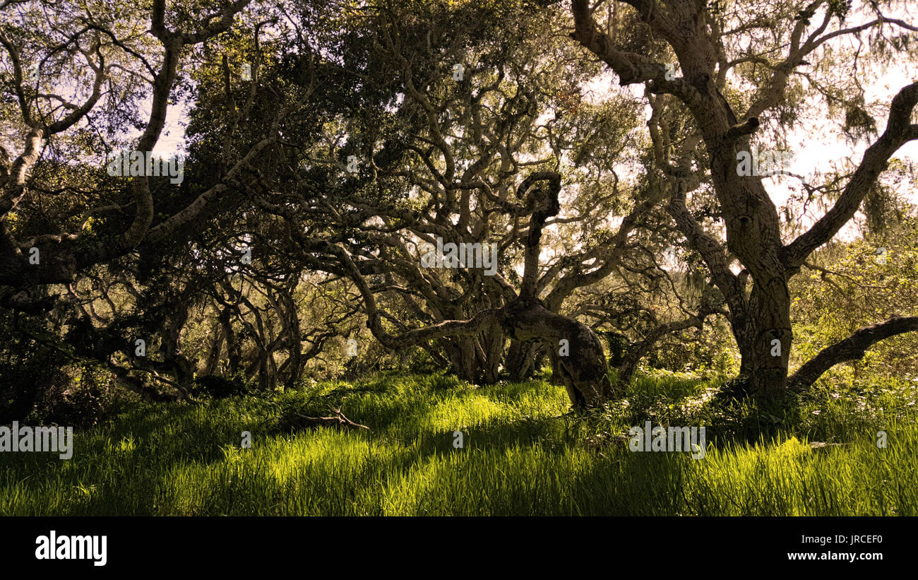 Intertwine trees hi-res stock photography and images - Alamy