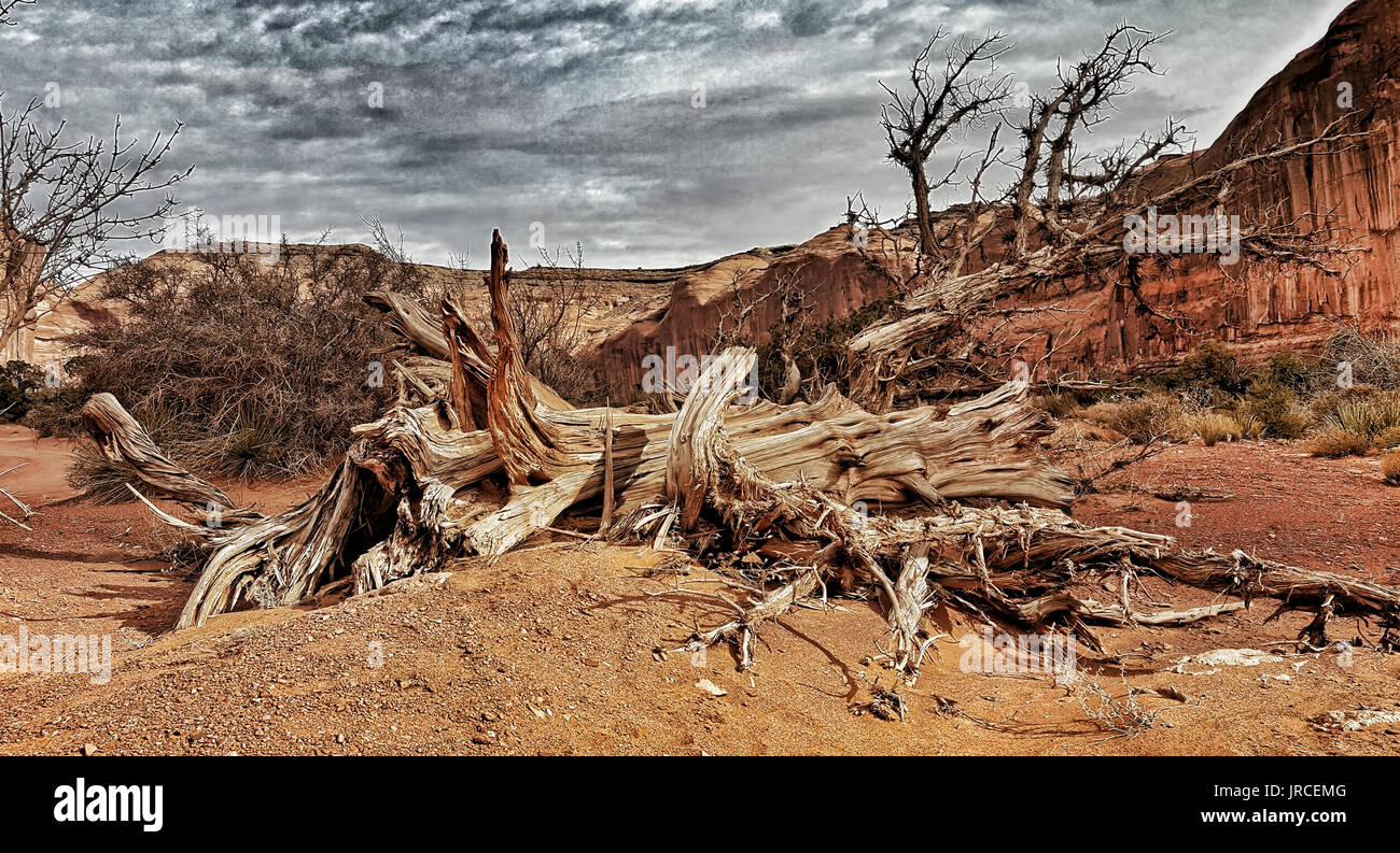 A dead tree and root in Monument Valley Stock Photo - Alamy