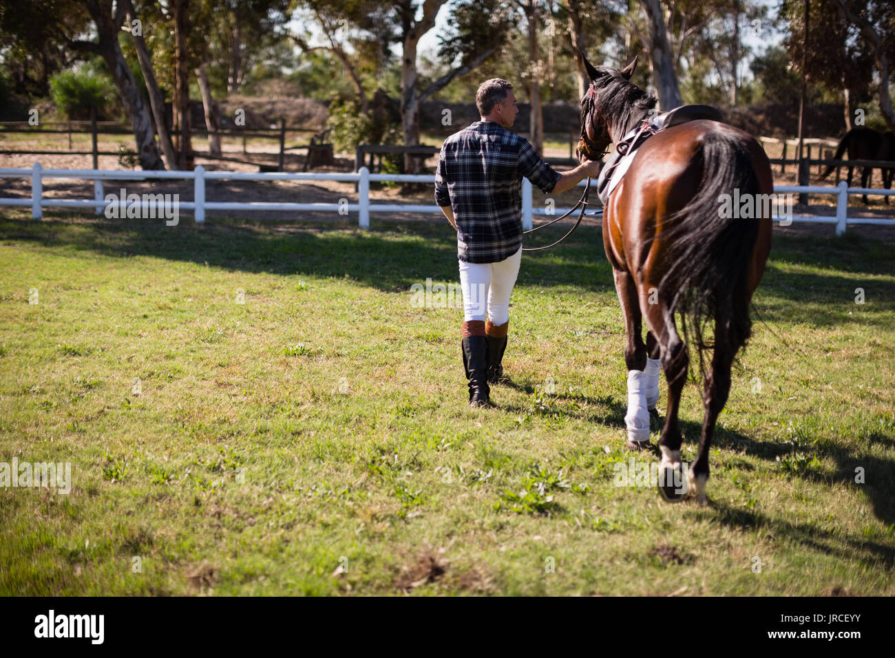 Man walking with horse in the ranch on a sunny day Stock Photo - Alamy