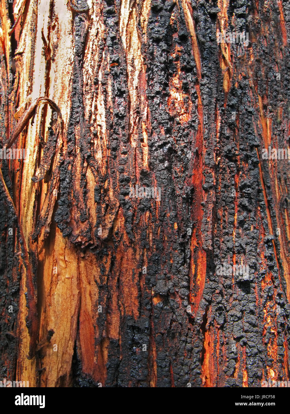 Tree bark vector hi-res stock photography and images - Alamy