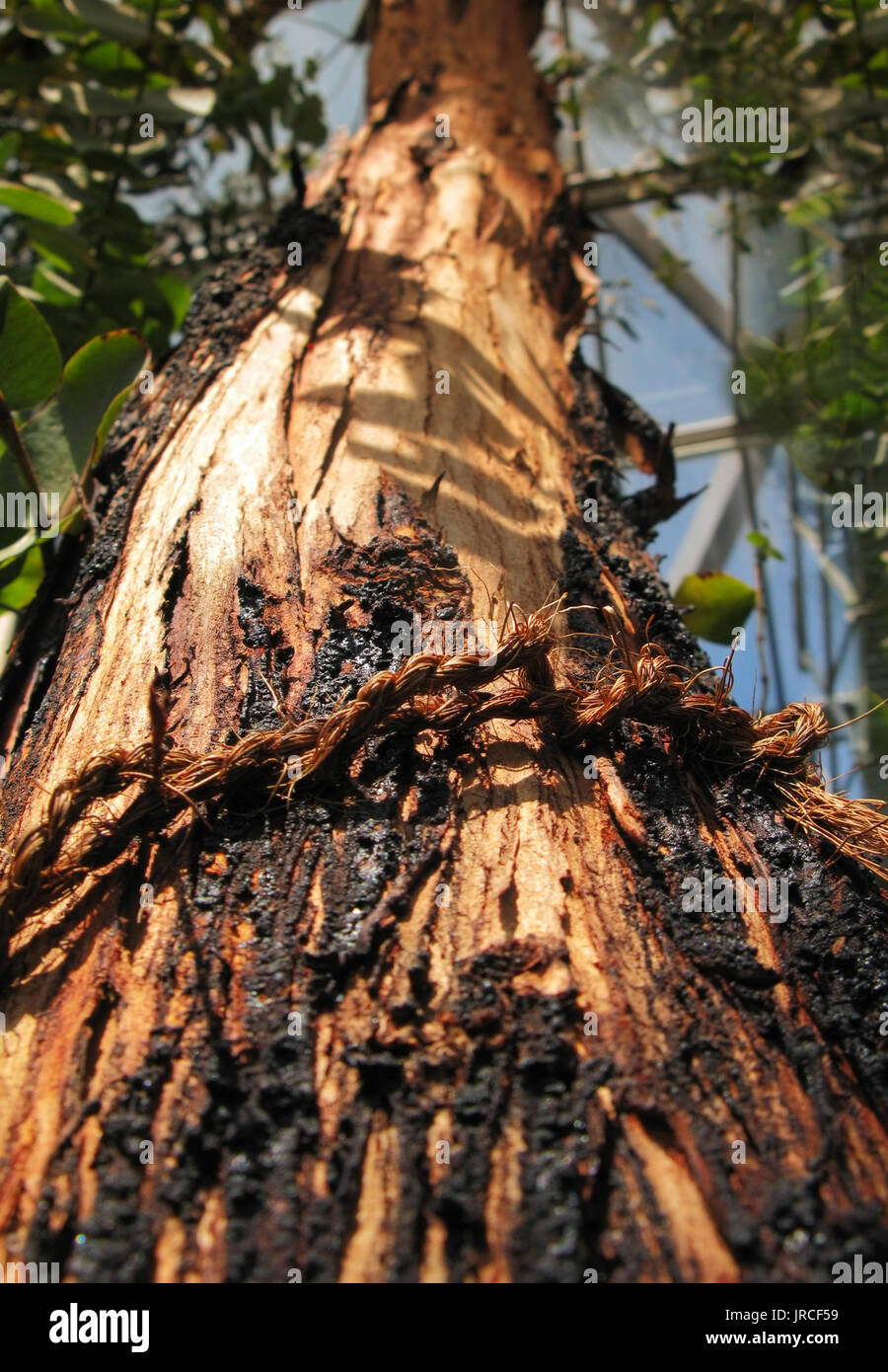 Tree bark vector hi-res stock photography and images - Alamy