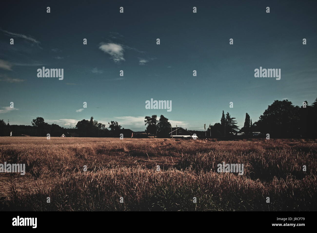 Fields of gold Stock Photo - Alamy