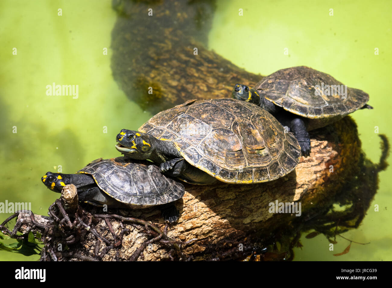 Yellow-spotted Amazon river turtle (Podocnemis unifilis) on top of a ...