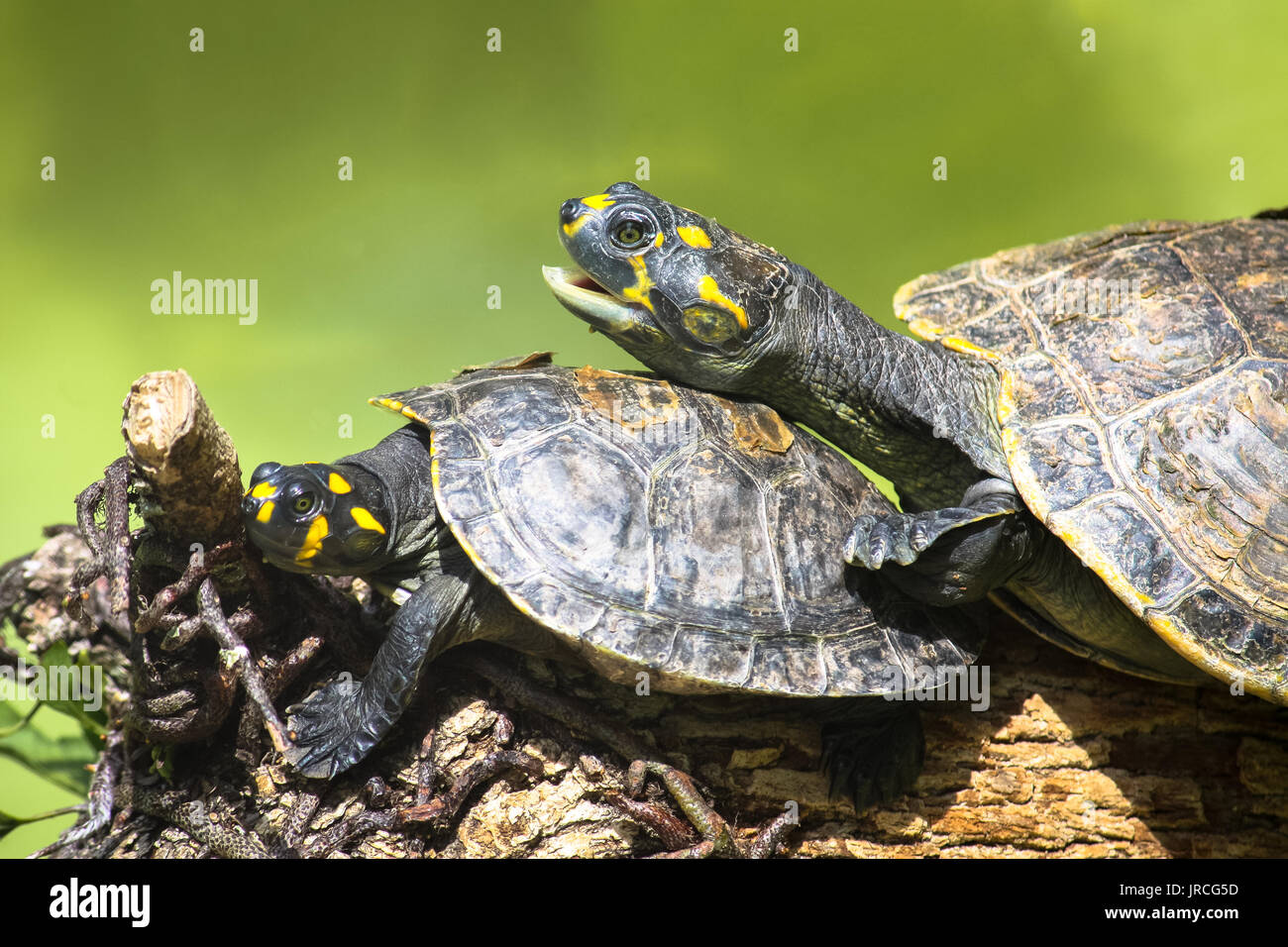Yellow-spotted Amazon river turtle (Podocnemis unifilis) on top of a ...