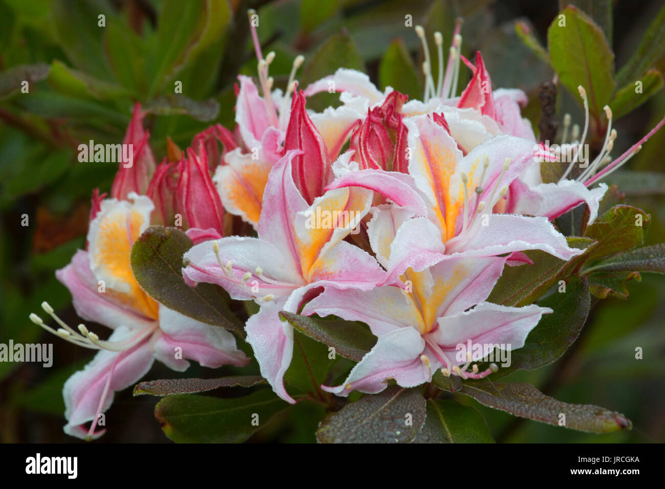 Western azalea (Rhododendron occidentale), Otter Point State Park ...