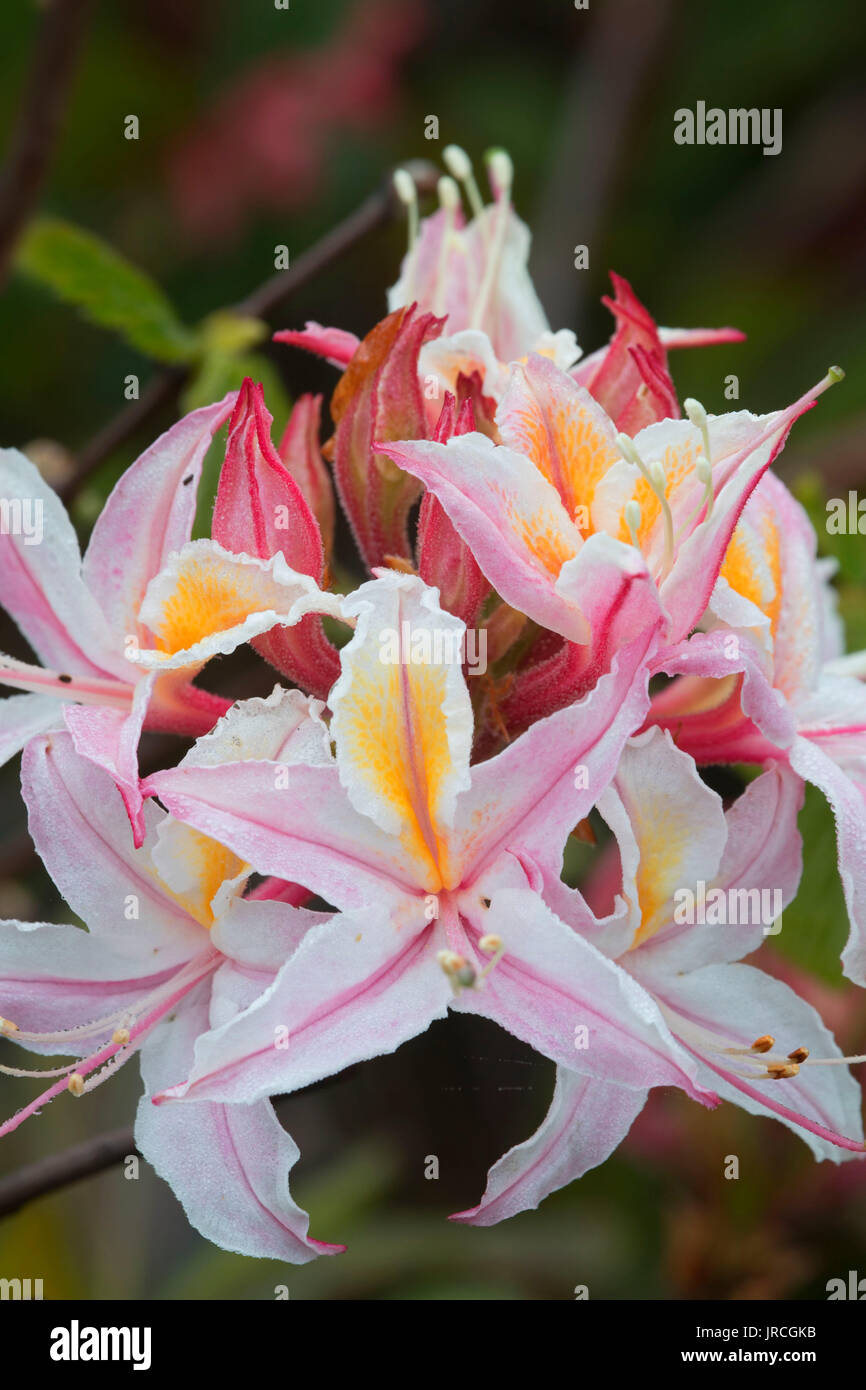 Western azalea (Rhododendron occidentale), Otter Point State Park ...