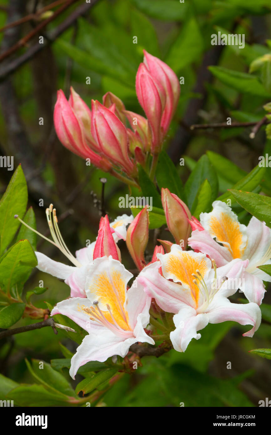 Western azalea (Rhododendron occidentale), Otter Point State Park ...