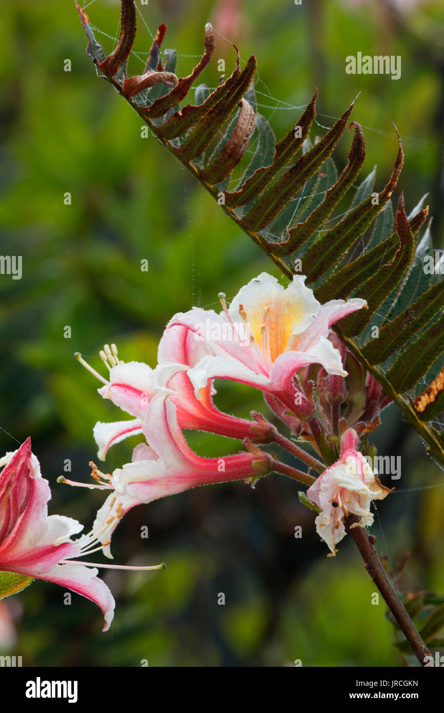 Western azalea (Rhododendron occidentale), Otter Point State Park ...