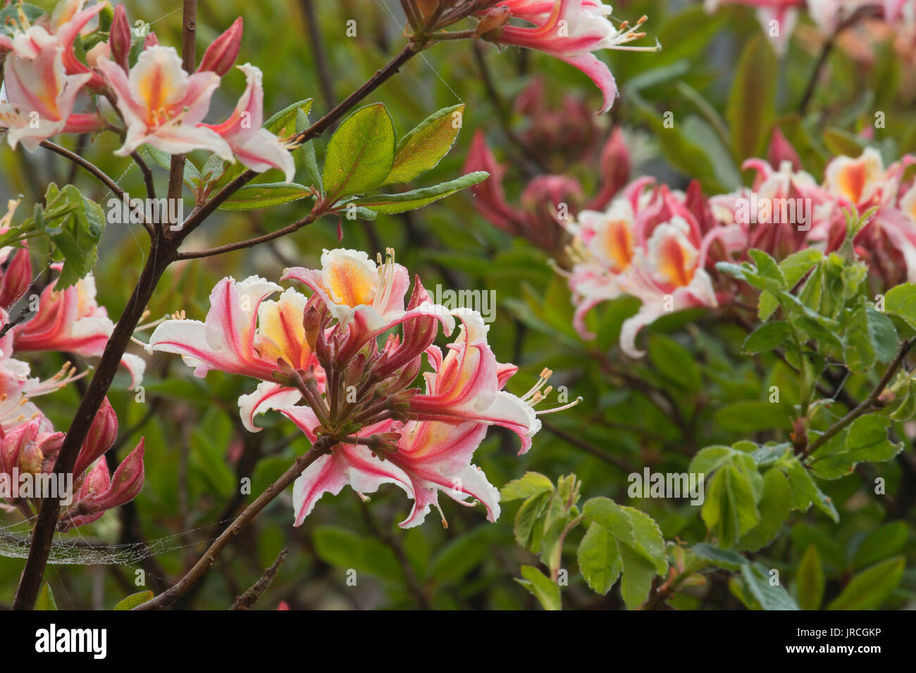 Western azalea (Rhododendron occidentale), Otter Point State Park ...