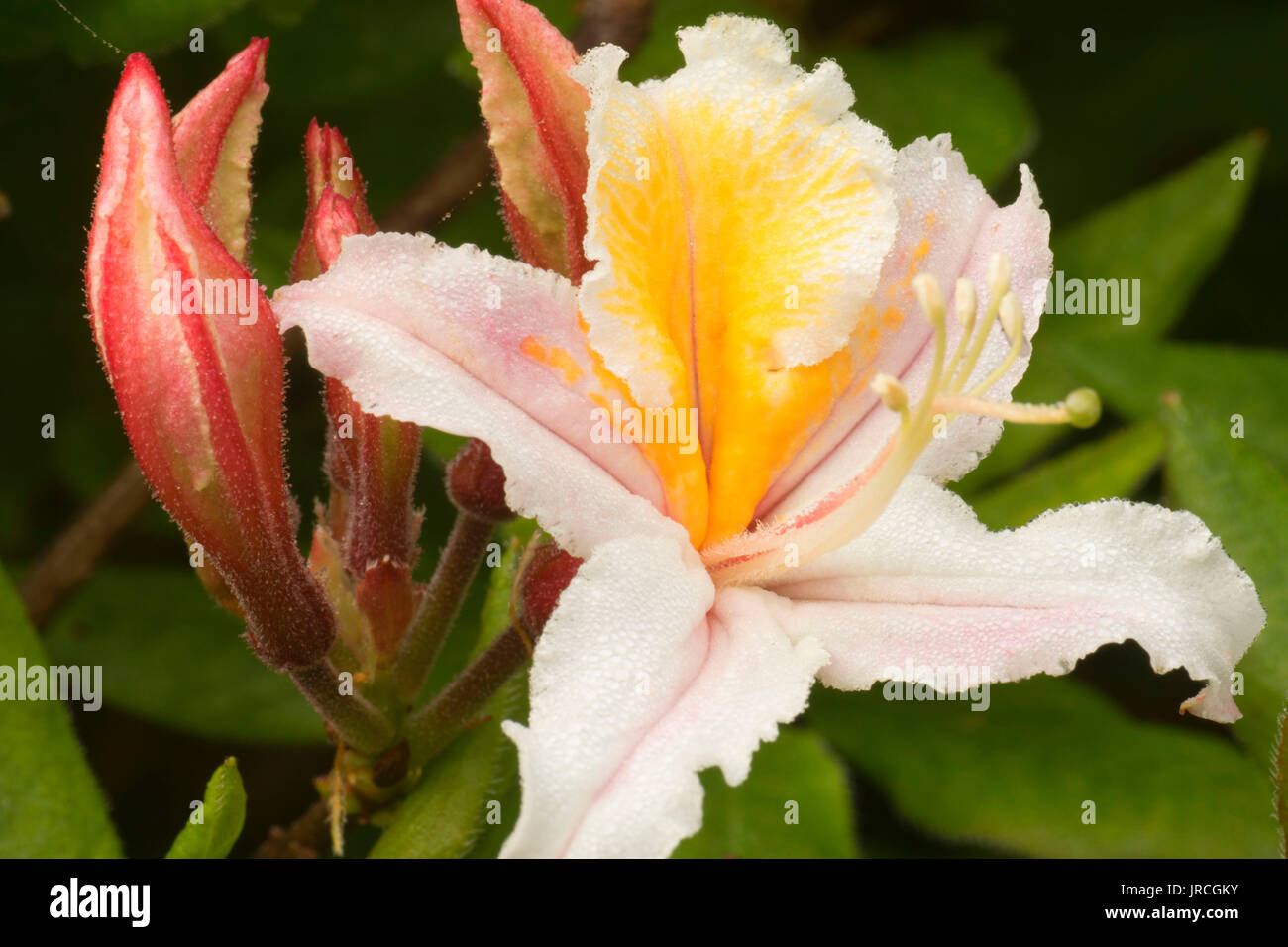 Western azalea (Rhododendron occidentale), Otter Point State Park ...