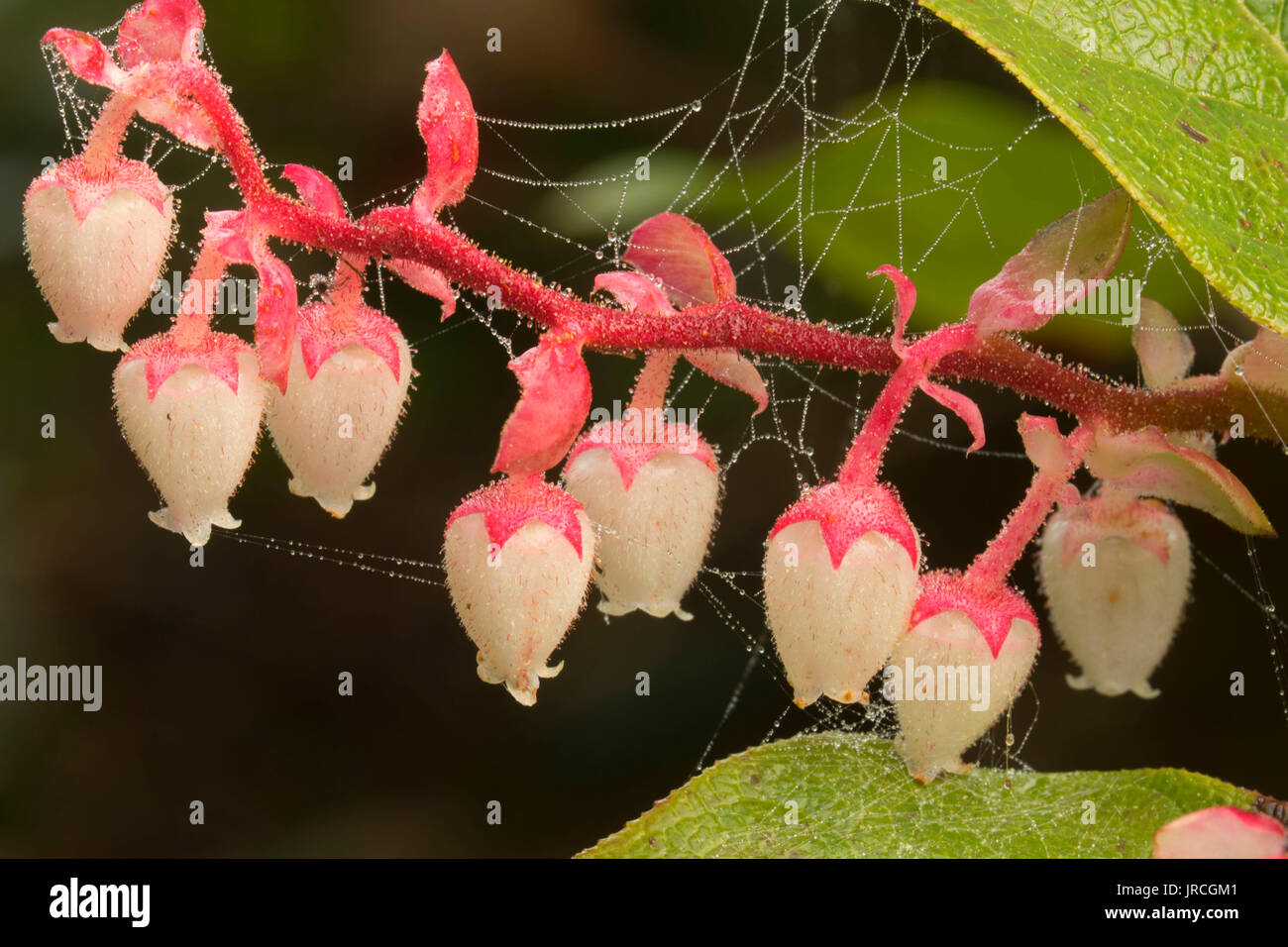 Evergreen huckleberry (Vaccinium ovatum) blooms, Otter Point State Park ...