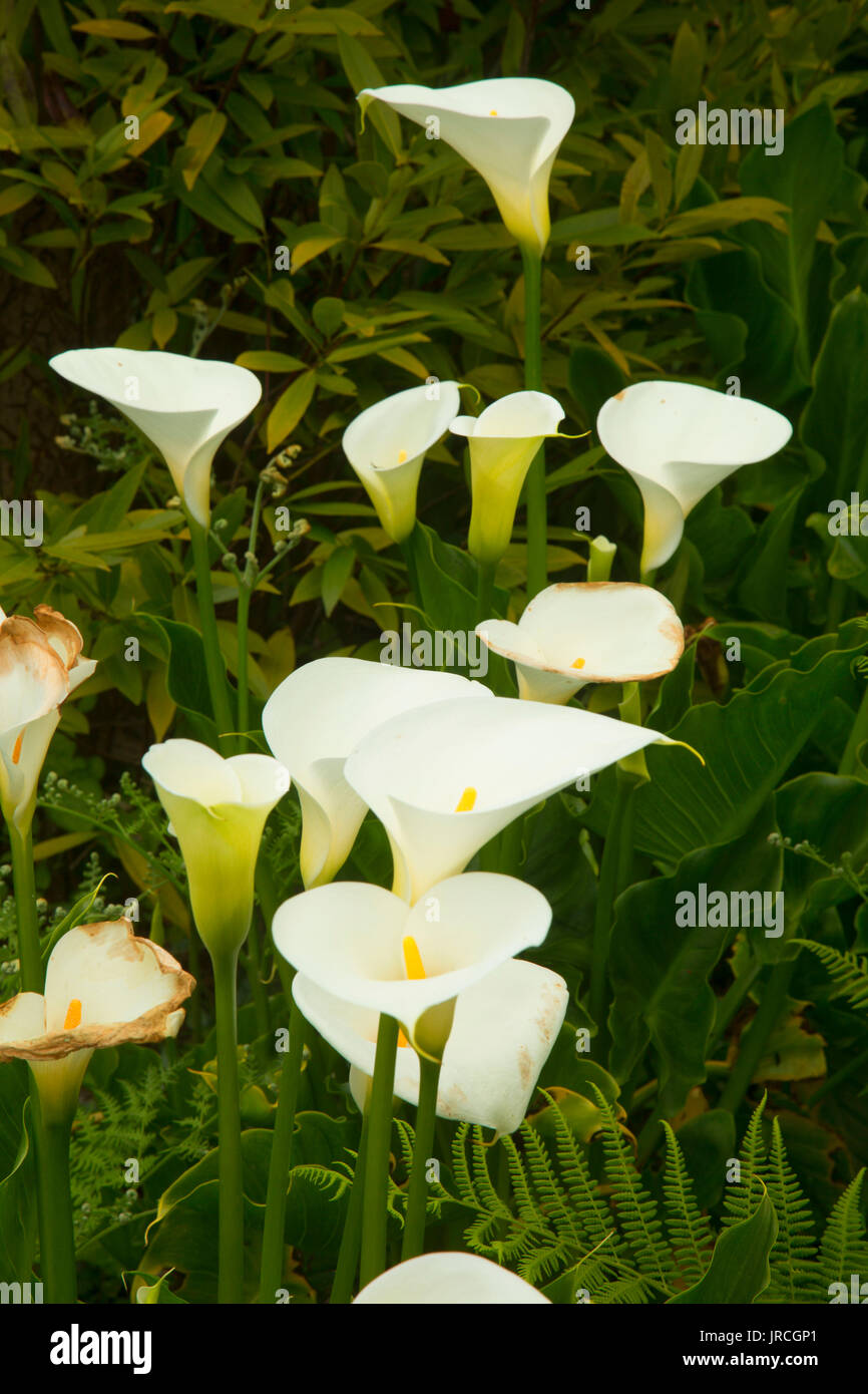 Calla lily, Azalea Park, Brookings, Oregon Stock Photo - Alamy