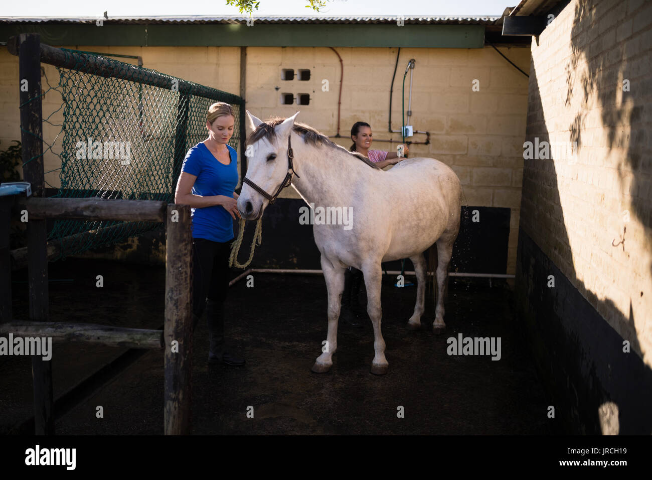 Young woman cleaning horse back hi-res stock photography and images - Alamy
