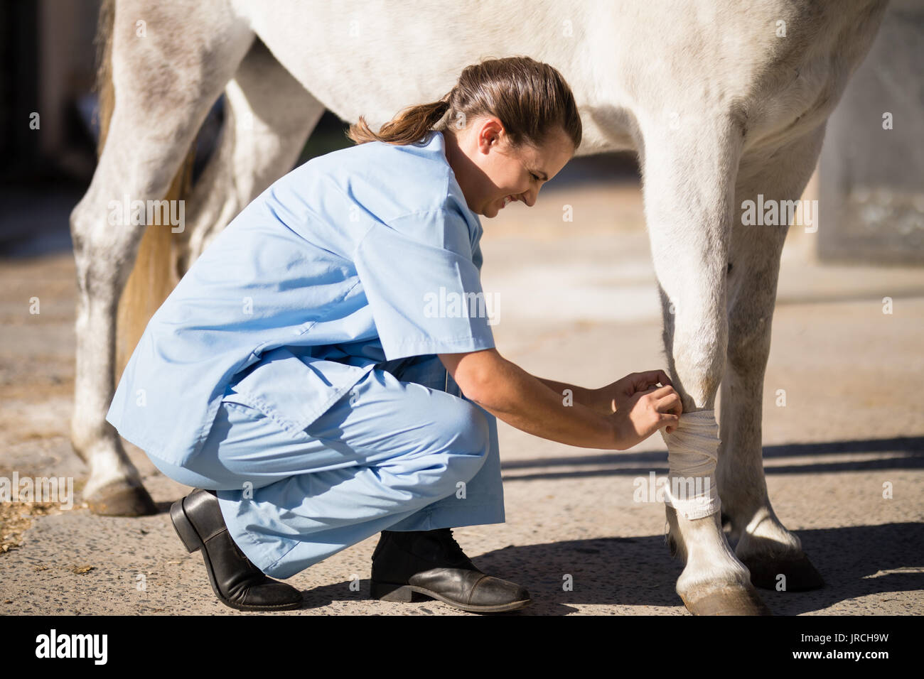 Side view of female vet bandaging horse leg at barn Stock Photo - Alamy