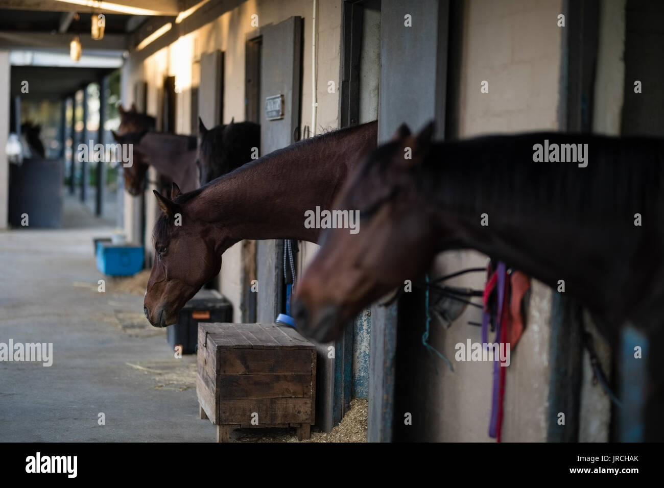 Horses in a row at stable Stock Photo - Alamy