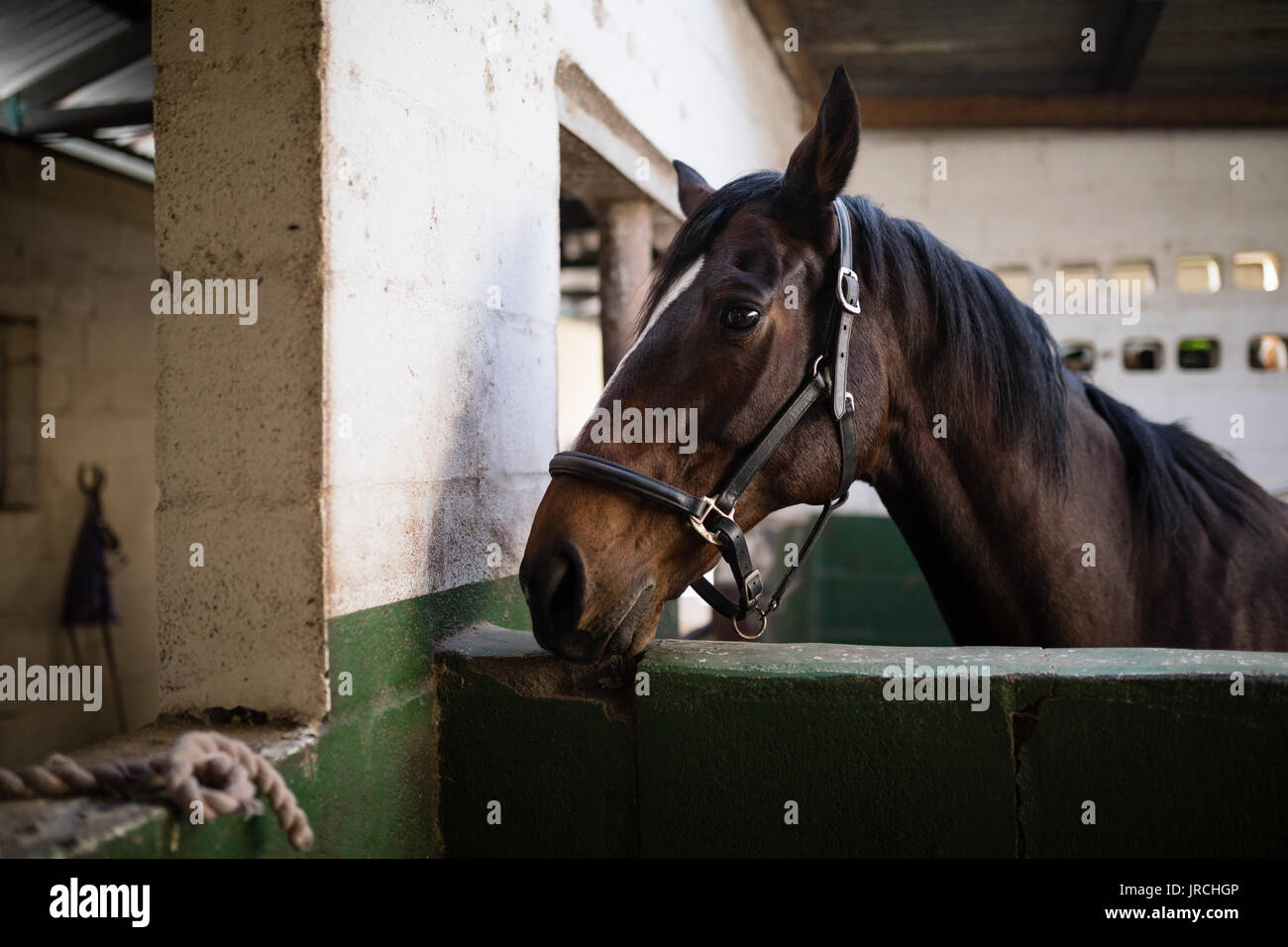Brown Horse In Stable High Resolution Stock Photography and Images - Alamy