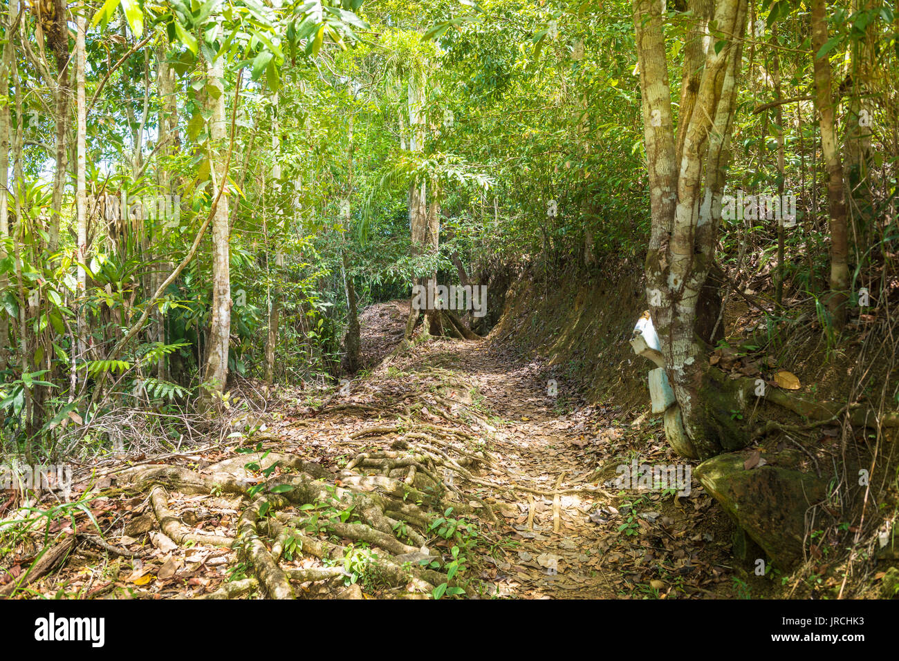 Beautiful temperate forest leaves hi-res stock photography and images ...