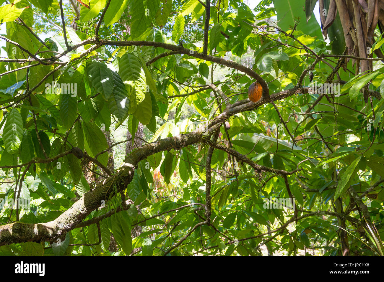 Cocoa theobroma cacao leaf hi-res stock photography and images - Alamy