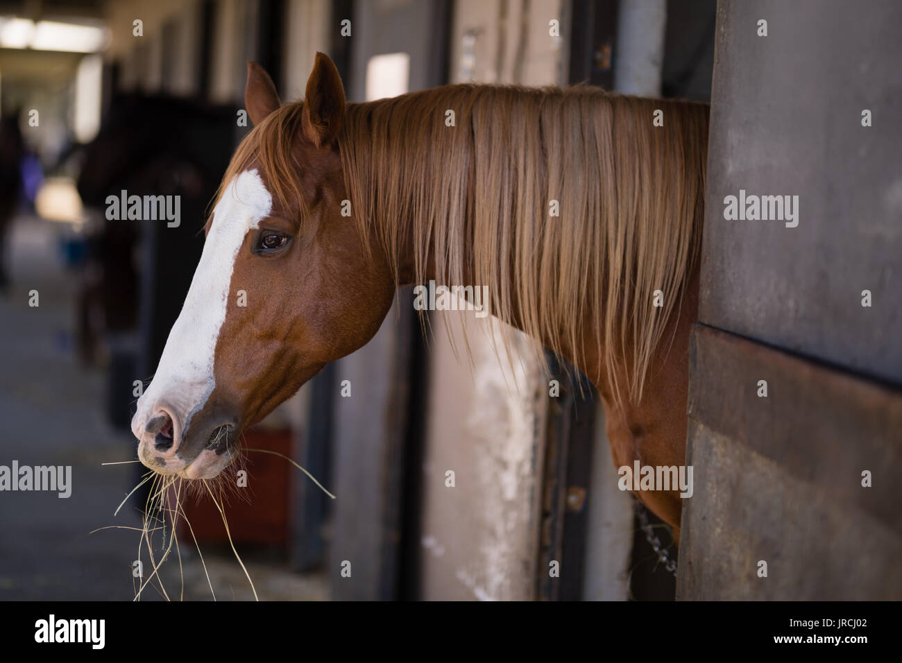 Side view of brown horse at stable Stock Photo - Alamy