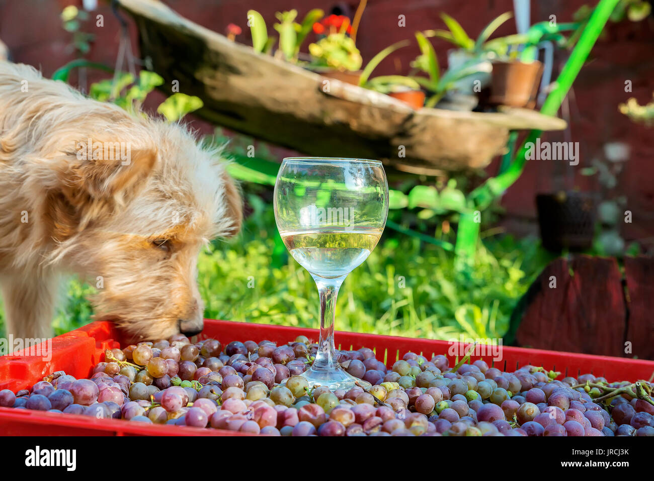 shaggy red dog eats grapes from a box on which there is an unfinished ...