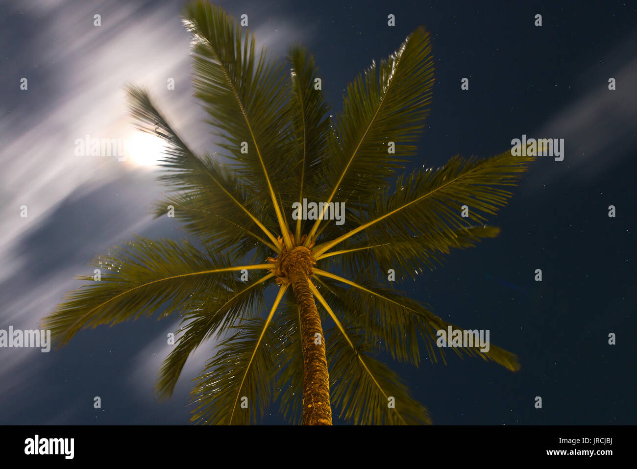 Coconut palm tree top at night view from bottom floor to high up Stock ...
