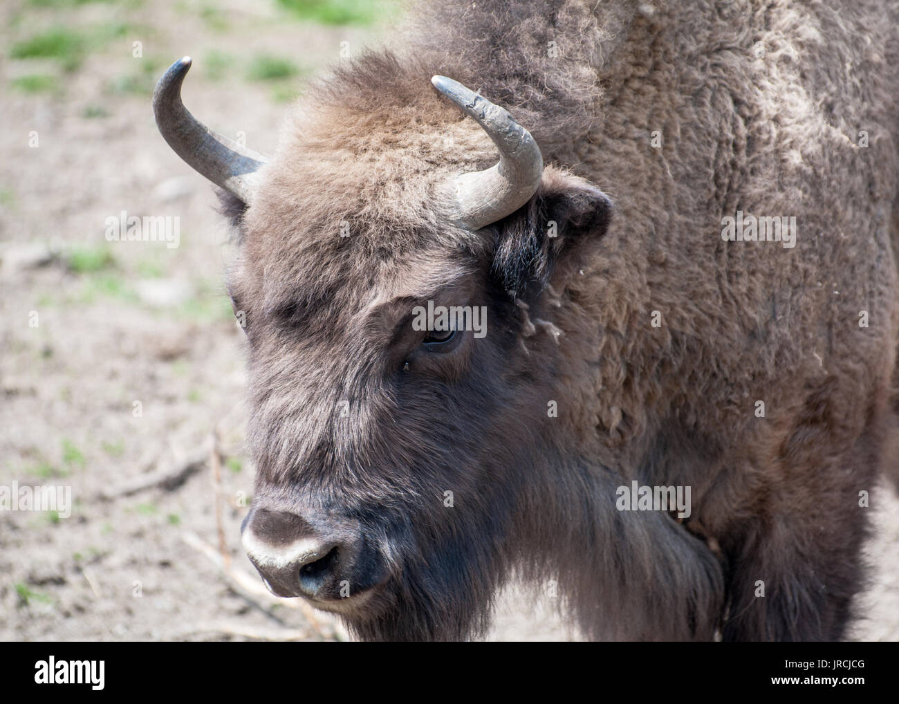 Bison head detail Stock Photo - Alamy