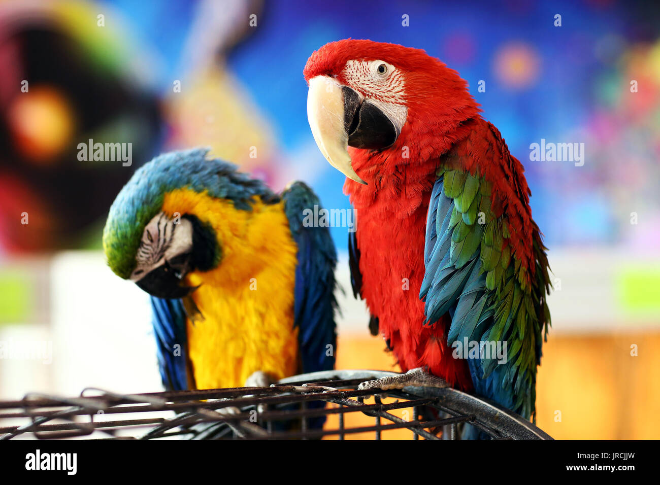 Parrot cage hi-res stock photography and images - Alamy
