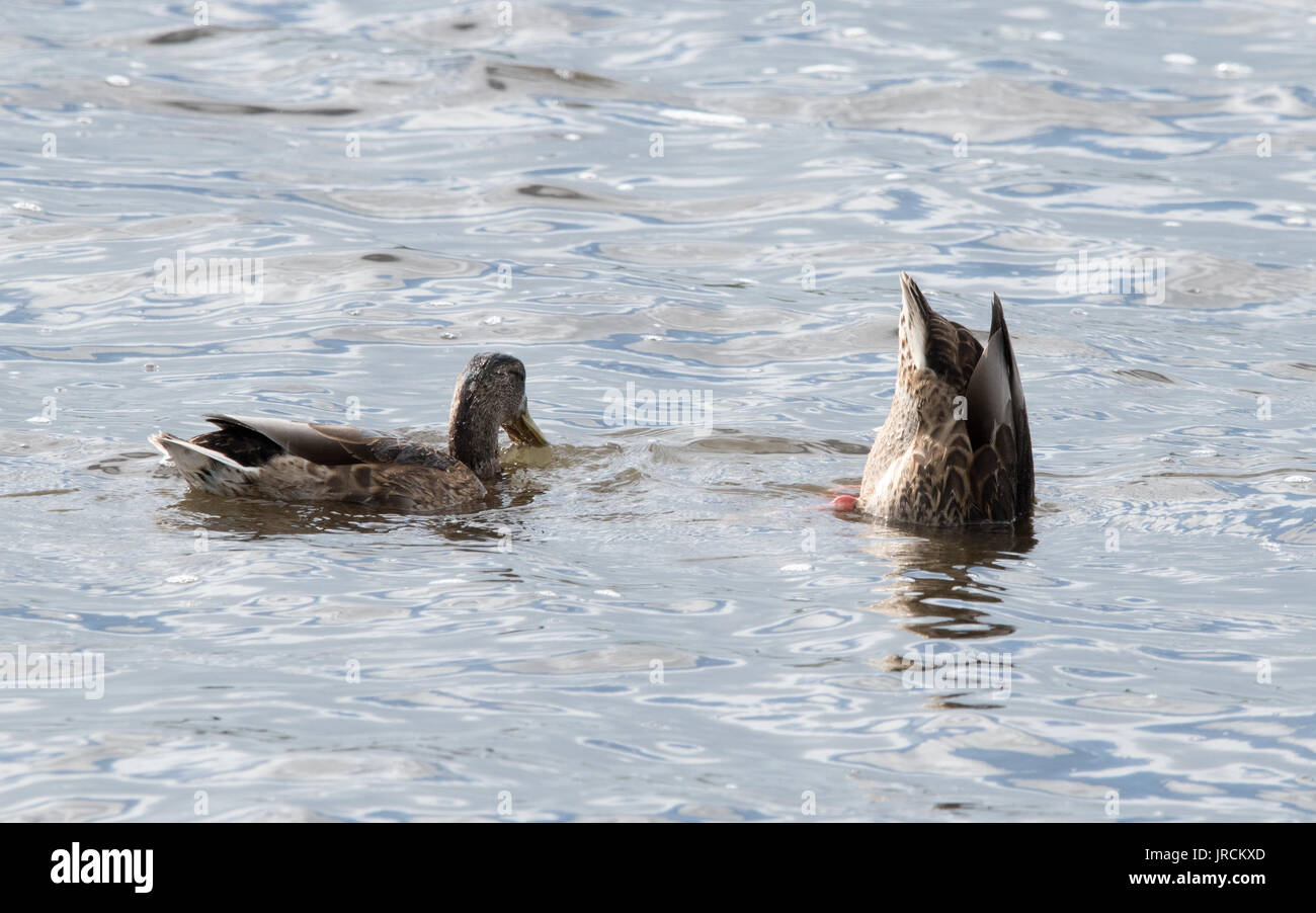 Dunking ducks hi-res stock photography and images - Alamy