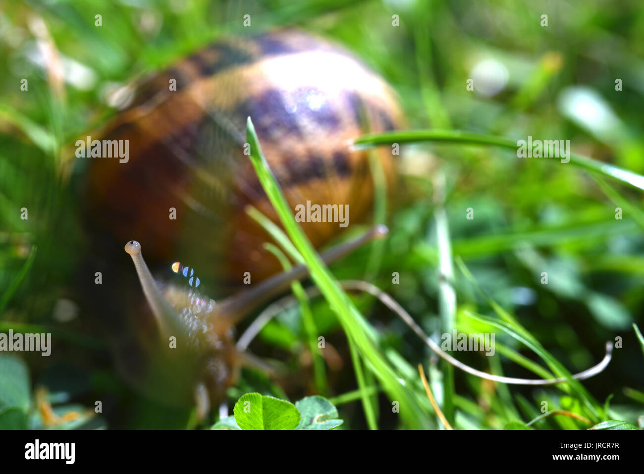 Snail shell bird hi-res stock photography and images - Alamy