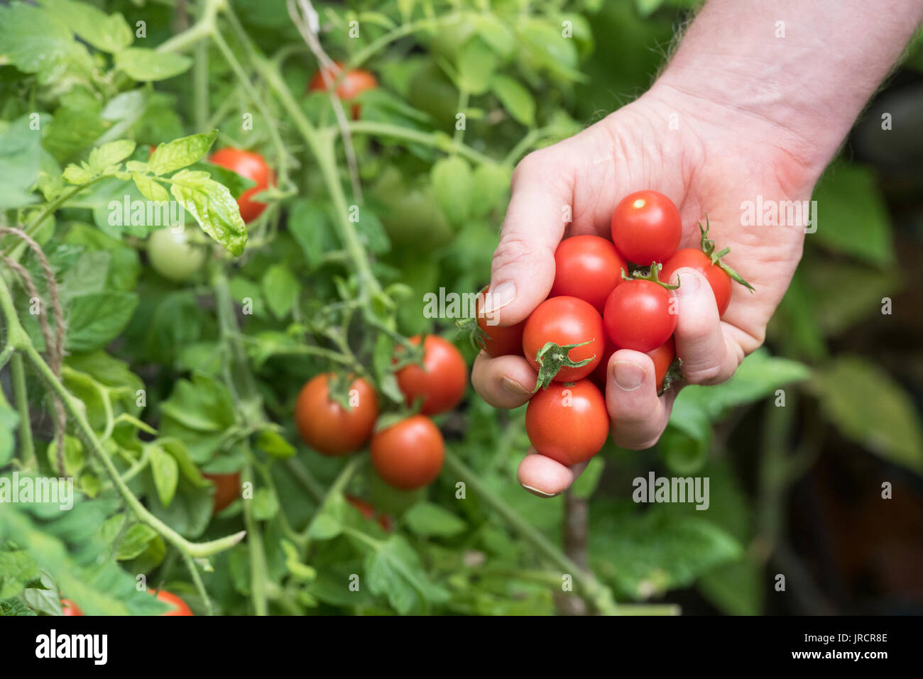 Picking ripe tomatoes uk hi-res stock photography and images - Alamy