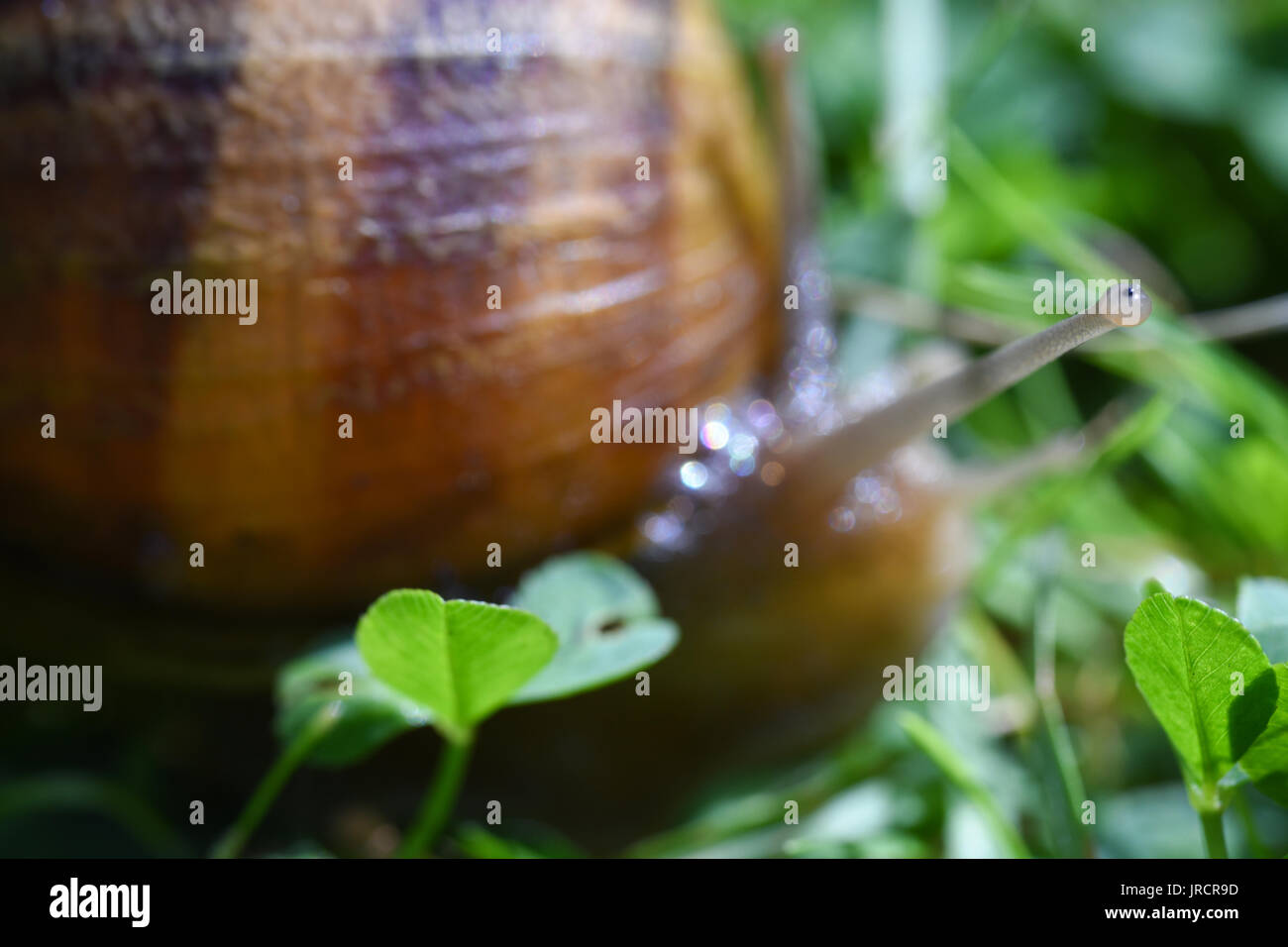 Eye Of Snail High Resolution Stock Photography and Images - Alamy