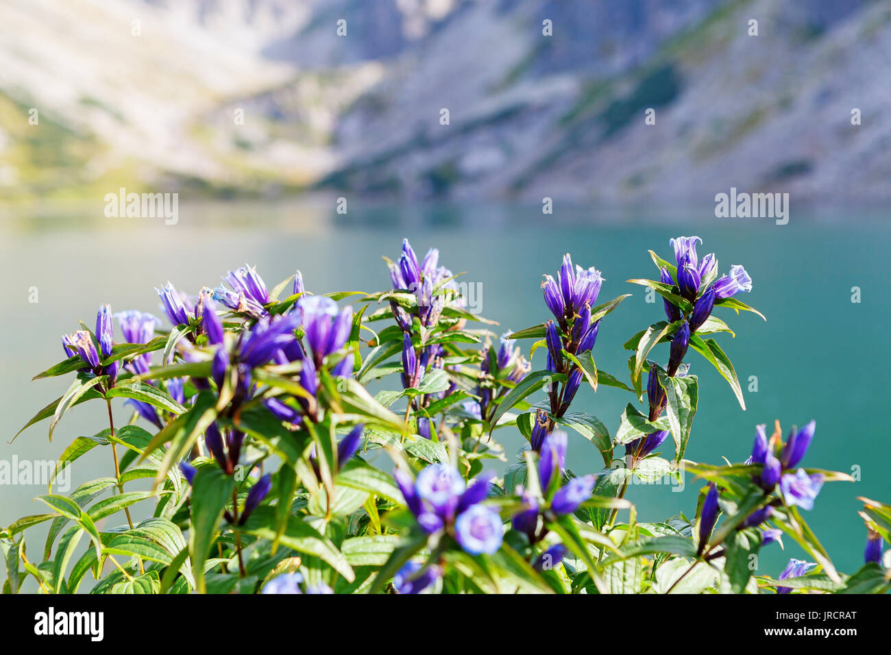 Gentiana verna flower near Czarny Staw Gasienicowy lake Stock Photo - Alamy