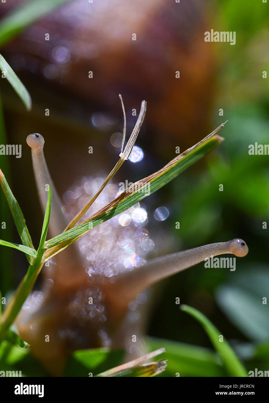 Garden snail grass hi-res stock photography and images - Alamy
