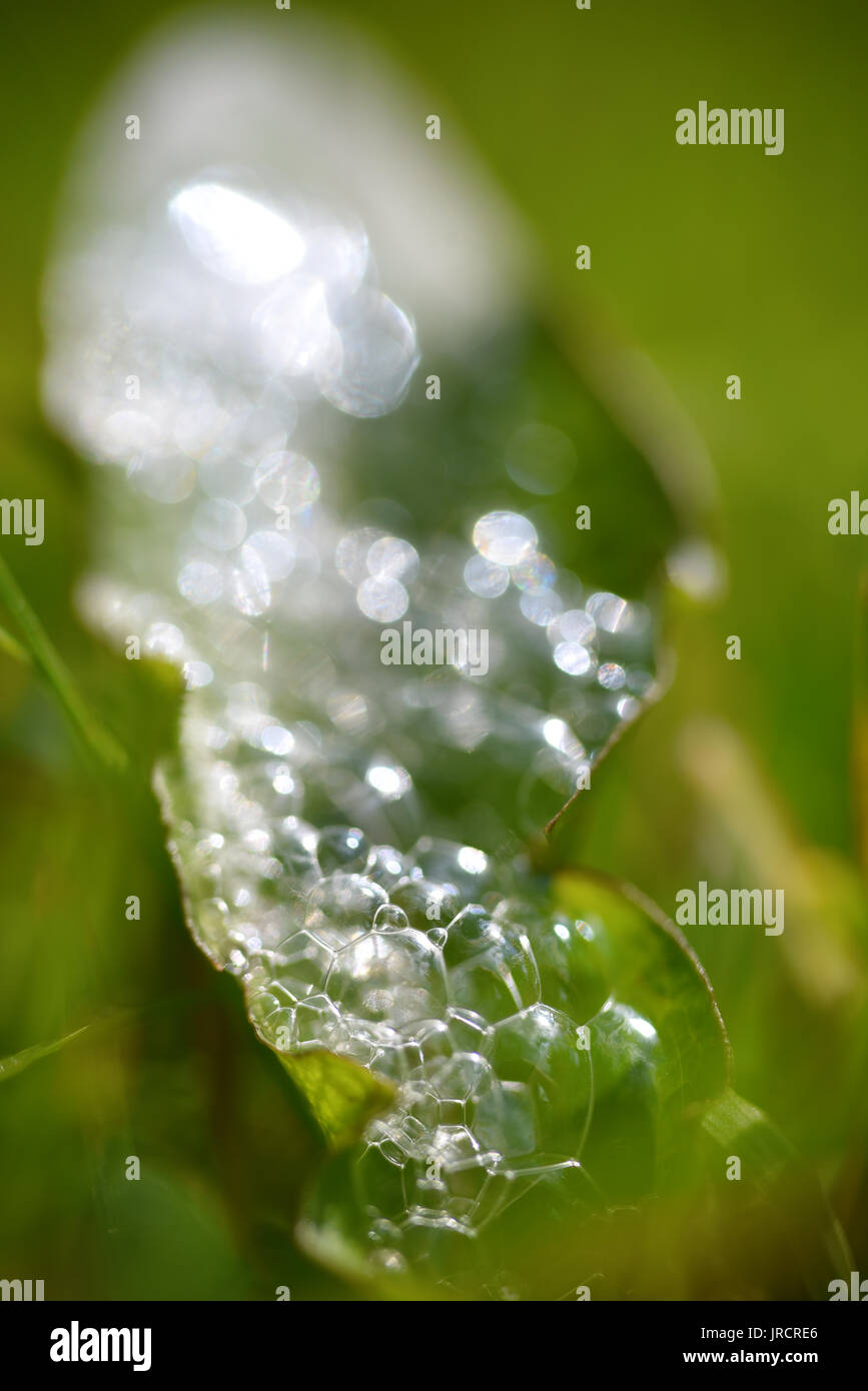Bubbles made by snail hi-res stock photography and images - Alamy