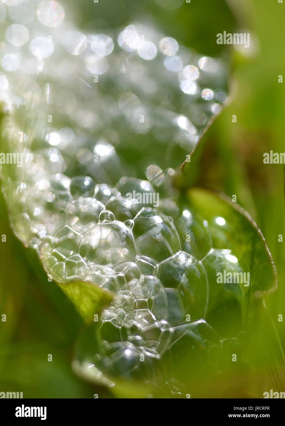 Bubbles made by snail hi-res stock photography and images - Alamy
