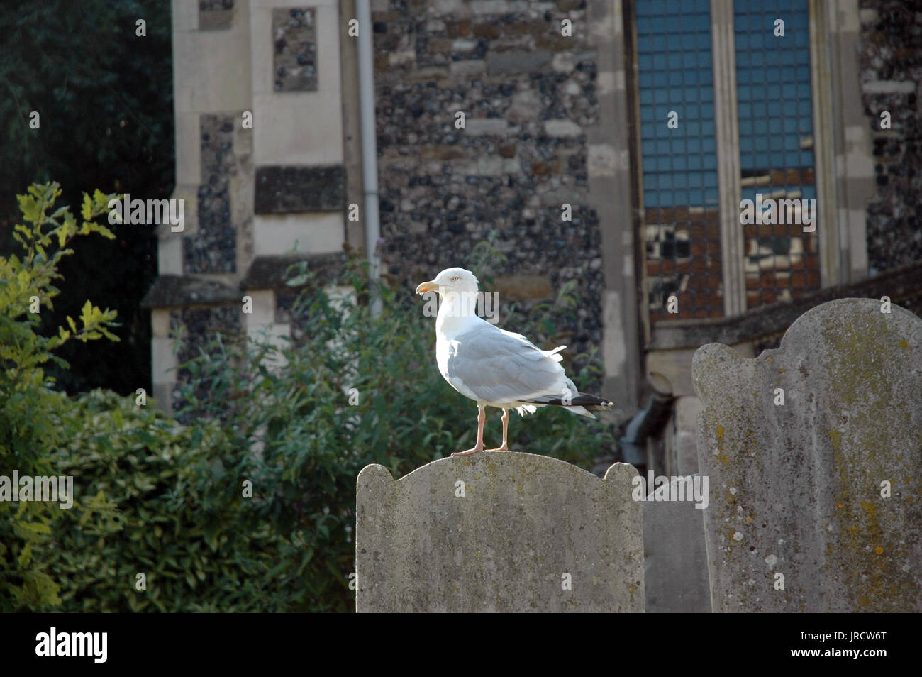 Bird sunbath hi-res stock photography and images - Alamy