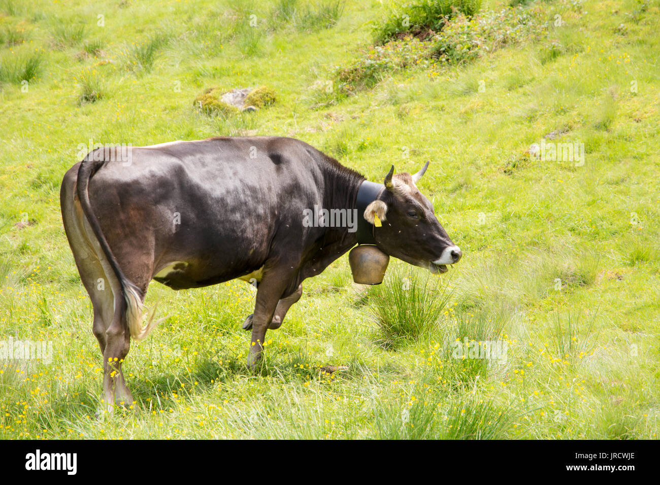 Organic farming wiht happy cows and their traditional cowbellon a ...