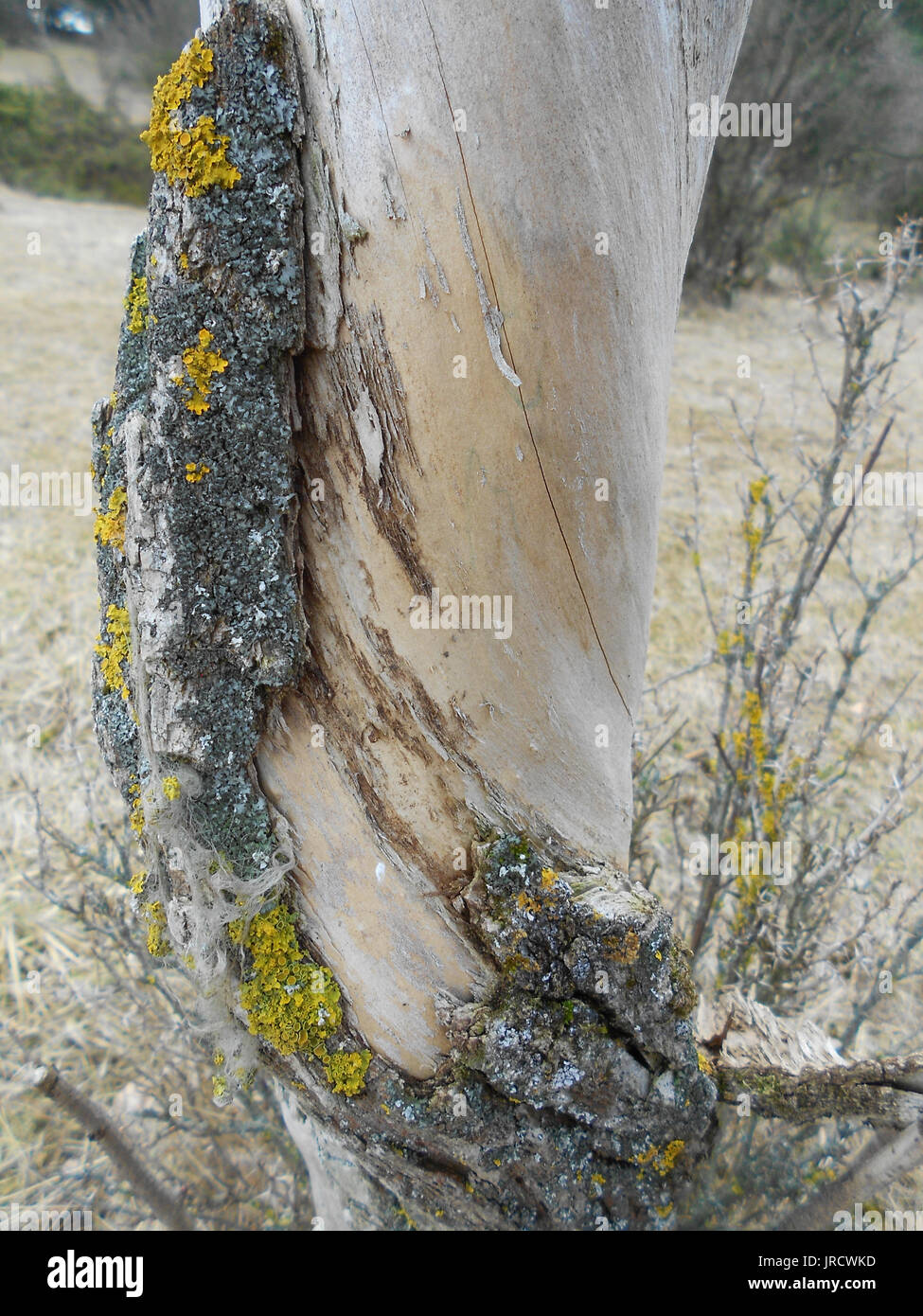 Juniper bark hi-res stock photography and images - Alamy