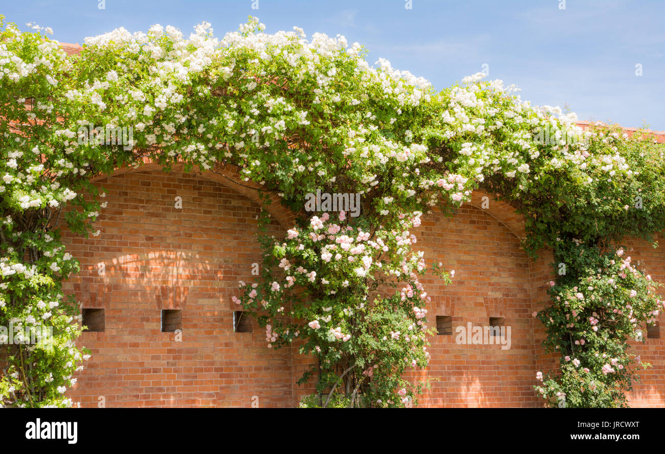 Climbing rose wall hi-res stock photography and images - Alamy