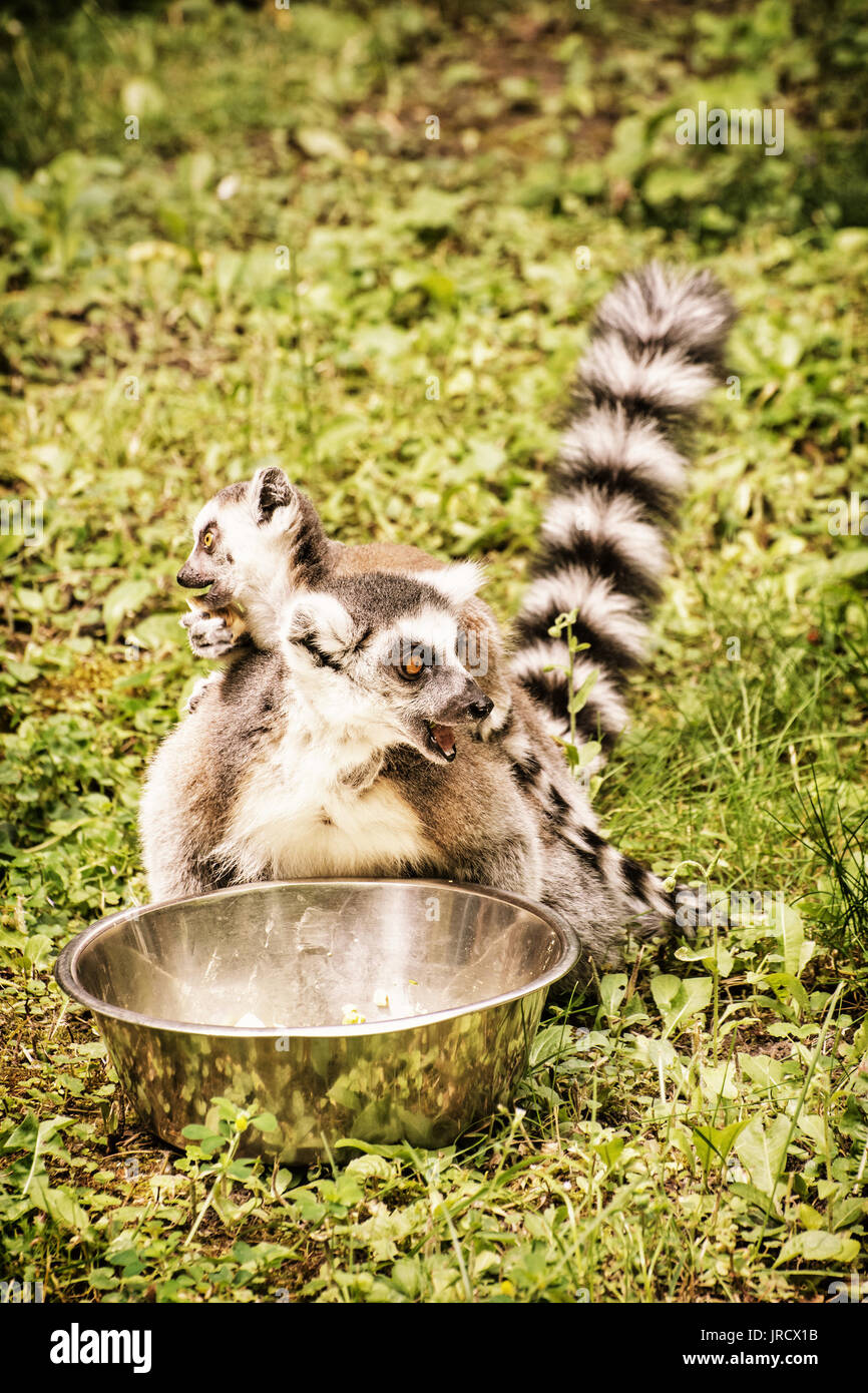 Ring-tailed lemur - Lemur catta - with cub are fed from the bowl ...