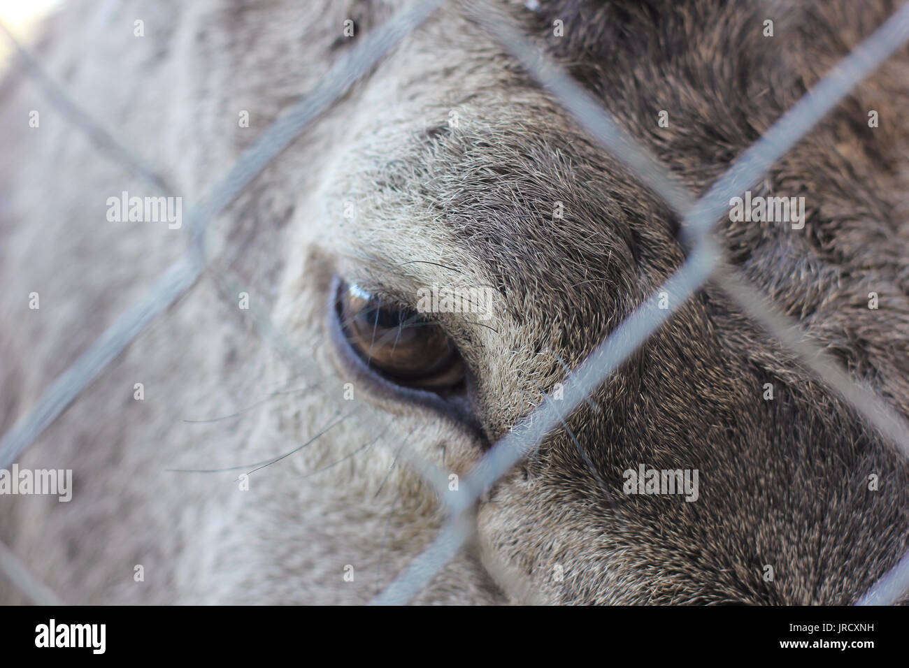 Sad moose eye behind the cage Stock Photo - Alamy