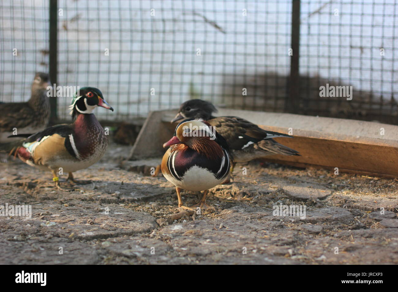 Mandarin duck design hi-res stock photography and images - Alamy