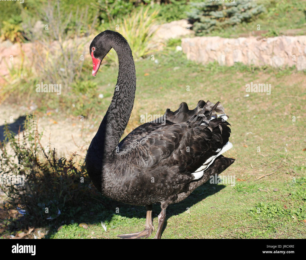 Black swan in the meadow Stock Photo - Alamy