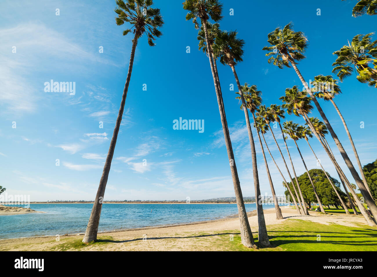 palm trees in Mission Bay, California Stock Photo - Alamy