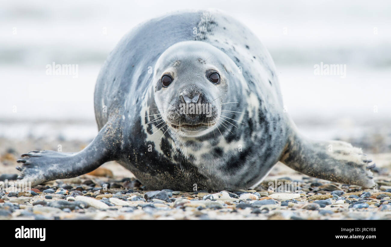 Crawling seal hi-res stock photography and images - Alamy