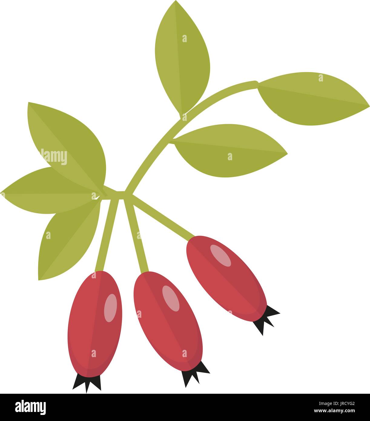 Rosehip icon flat or cartoon style. Hawthorn isolated on white ...