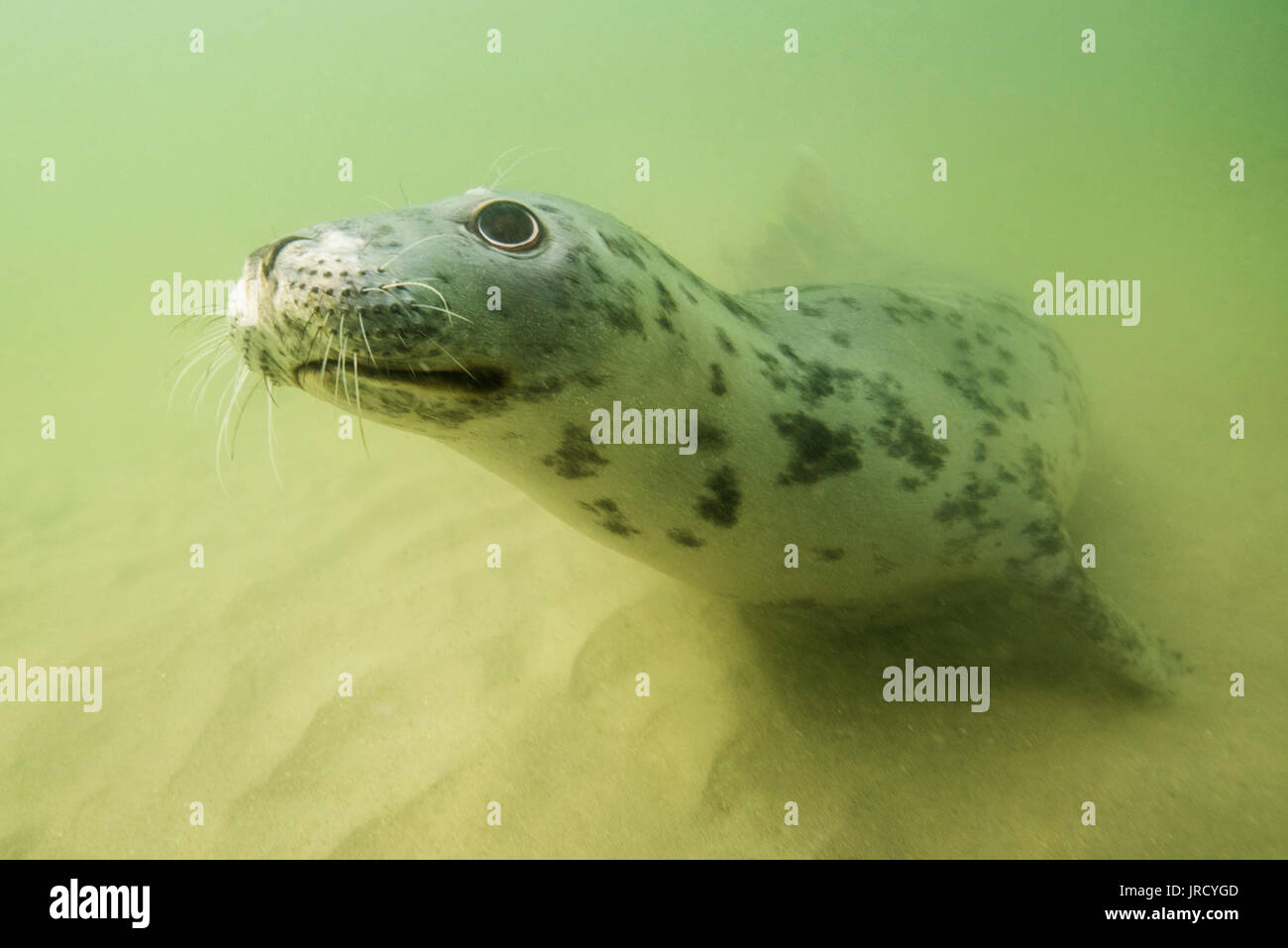 Seal ocean underwater hi-res stock photography and images - Alamy