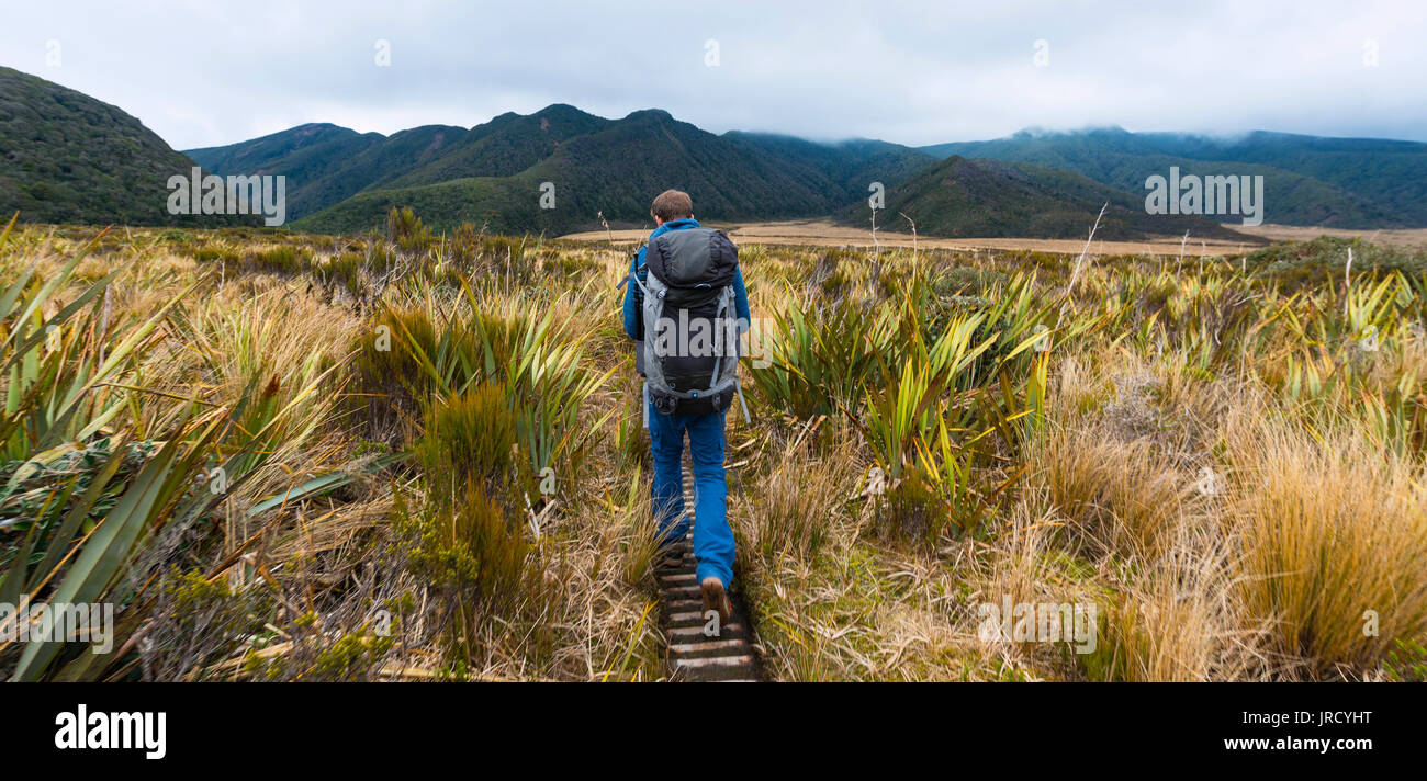 Hiker on hiking trail through swamp landscape, Pouakai Circuit, Egmont ...
