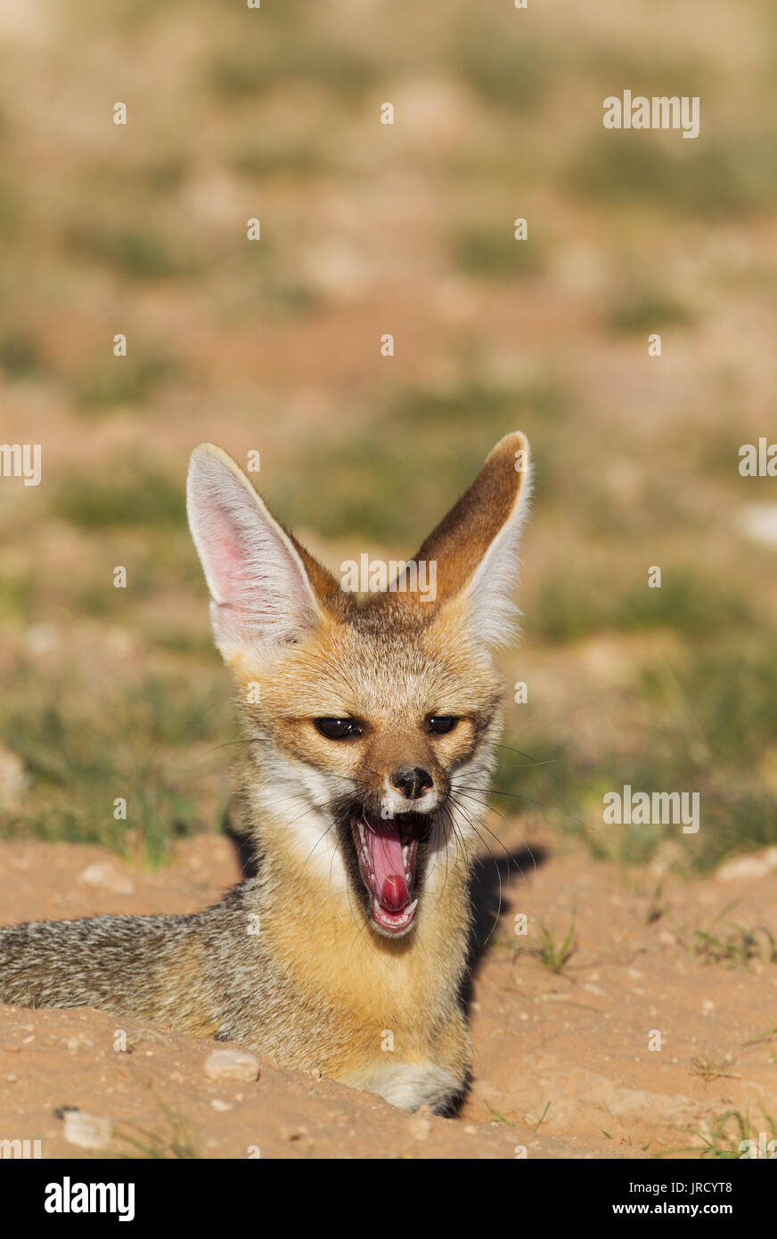 Cape Fox (Vulpes chama), at its burrow, yawning, Kalahari Desert ...