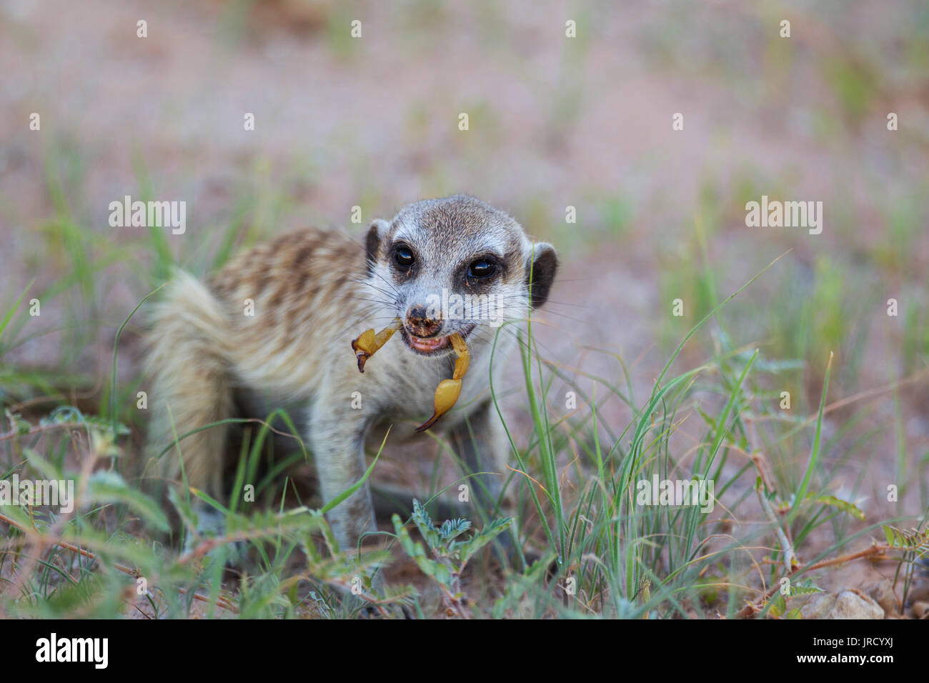 Suricate scorpion hi-res stock photography and images - Alamy